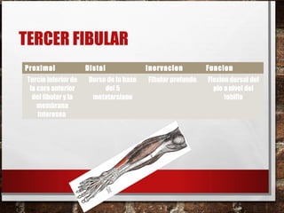 Anatomia de Miembro inferior | PPT