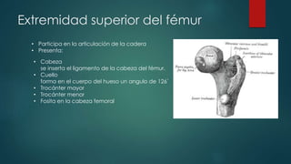 Musculos del Miembro inferior | PPTX