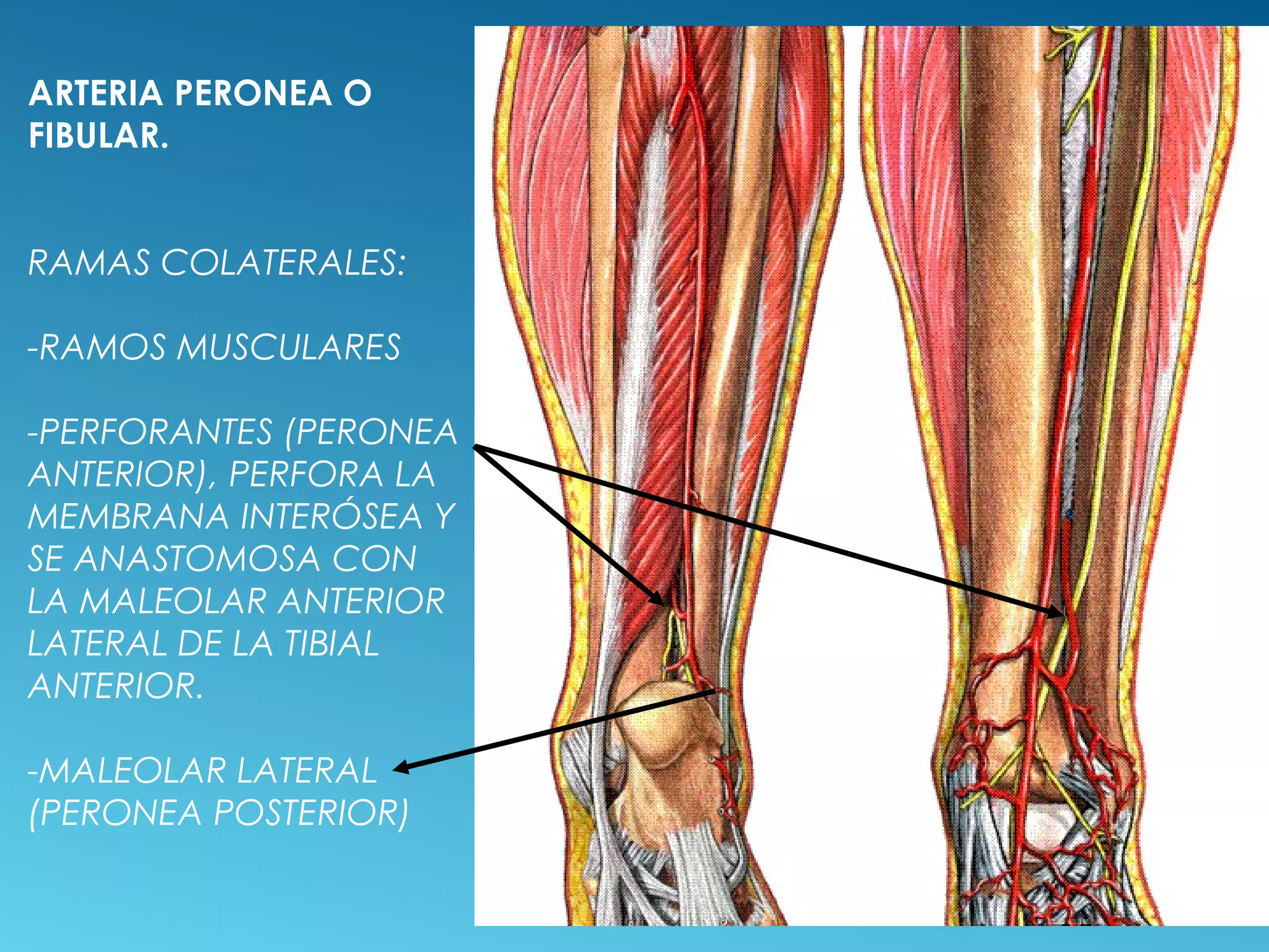 Arterias del Miembro inferior