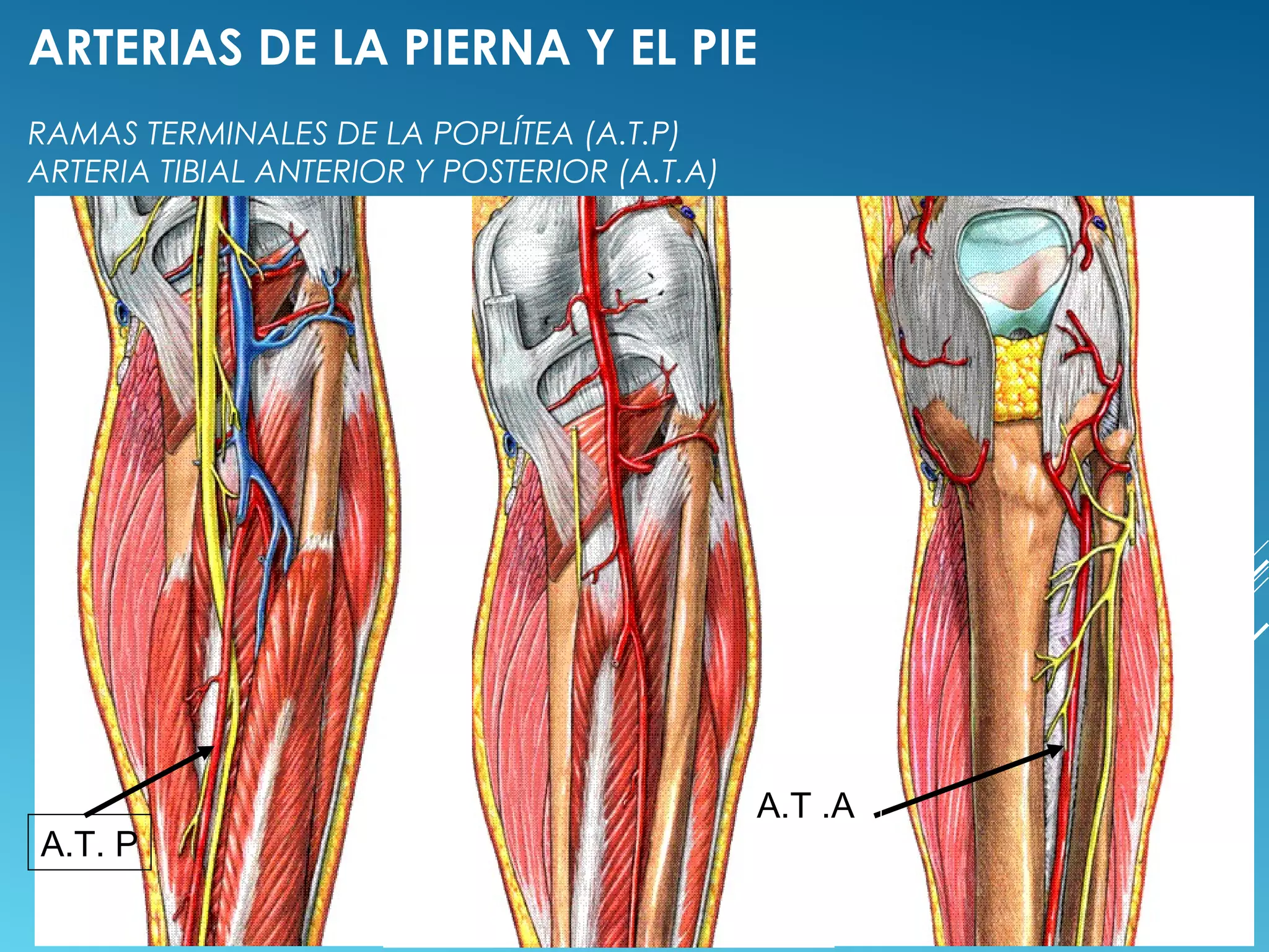 Arterias del Miembro inferior
