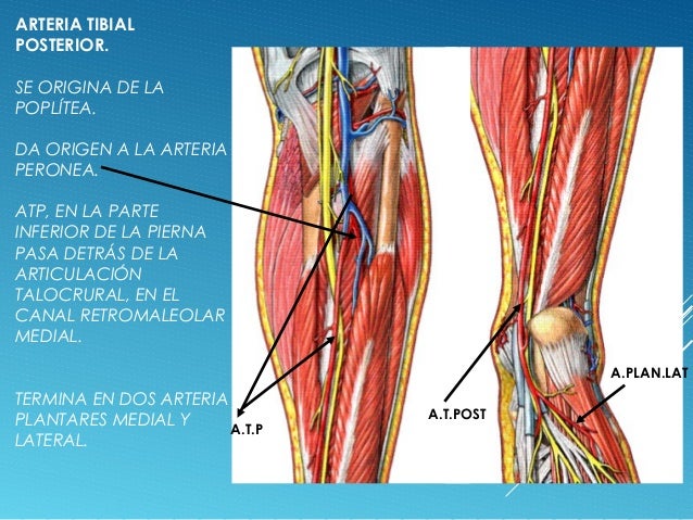 Arterias del Miembro inferior