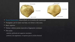 Anatomía Descriptiva de los Huesos del Miembro Inferior | PPTX