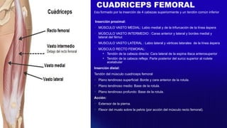 MIEMBROINFERIORMUSCULOSPARAFISIOTERAPIA.pptx