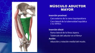 MIEMBROINFERIORMUSCULOSPARAFISIOTERAPIA.pptx