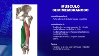 MIEMBROINFERIORMUSCULOSPARAFISIOTERAPIA.pptx