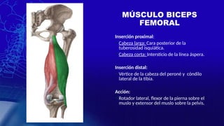 MIEMBROINFERIORMUSCULOSPARAFISIOTERAPIA.pptx