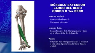 MIEMBROINFERIORMUSCULOSPARAFISIOTERAPIA.pptx