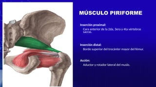 MIEMBROINFERIORMUSCULOSPARAFISIOTERAPIA.pptx