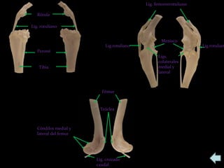 Radiologia veterinaria - miembro pelviano | PPS