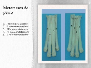 Regiones y bases óseas del miembro pélvico. | PPTX