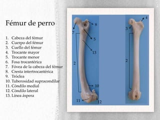 Regiones y bases óseas del miembro pélvico. | PPTX