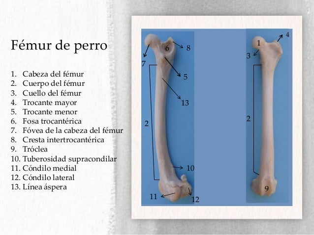 Regiones y bases óseas del miembro pélvico.