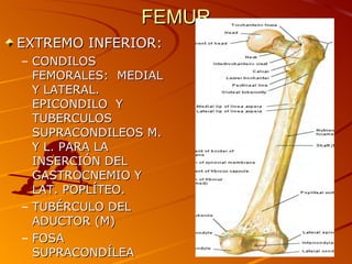 Miembros inferiores | PPT