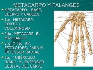 Miembros superiores | PPT
