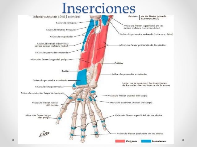 Que Es Apofisis Estiloides Del Cubito - pedir cita para el pediatra