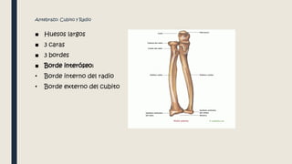 Miembros superiores, músculos, partes de cada uno | PPTX