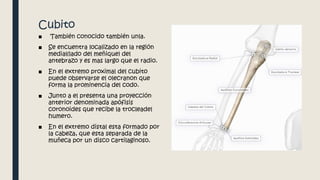 Miembros superiores, músculos, partes de cada uno | PPTX