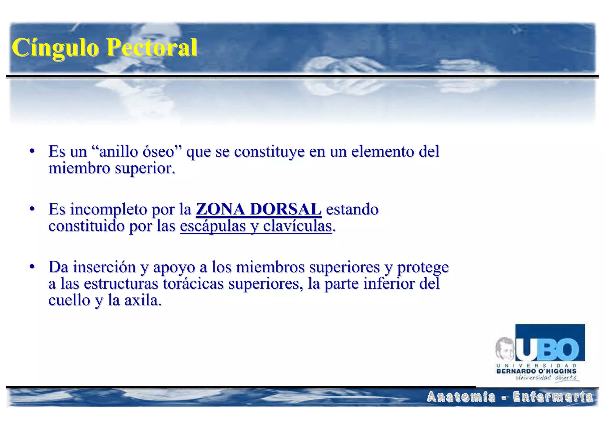 Anatomia Miembro superior | PDF