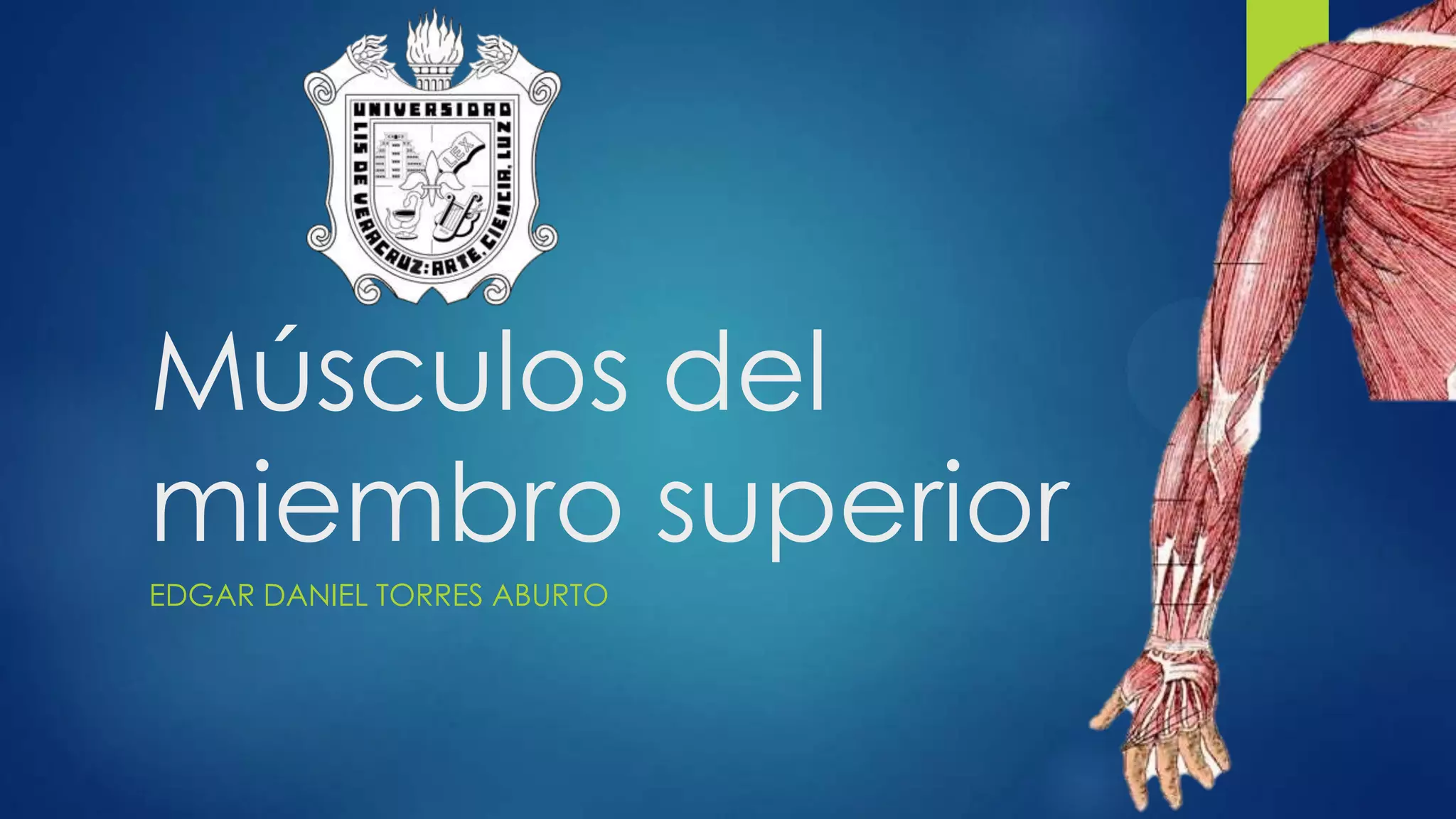 Musculos del Miembro superior | PPTX