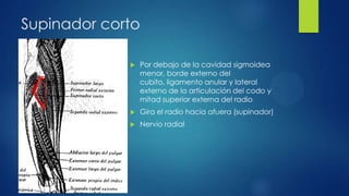 Musculos del Miembro superior | PPTX
