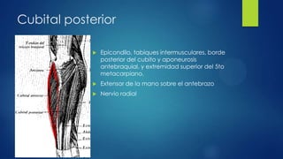 Musculos del Miembro superior | PPTX