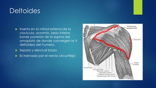 Musculos del Miembro superior | PPTX