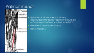 Musculos del Miembro superior | PPTX