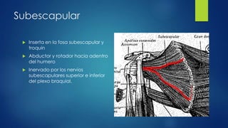 Musculos del Miembro superior | PPTX