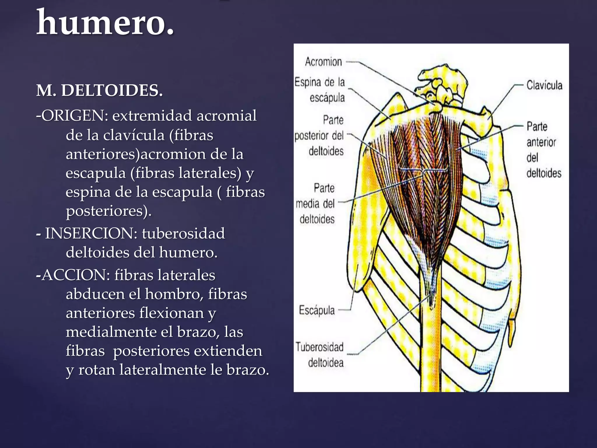 Miembro superior =) | PPTX