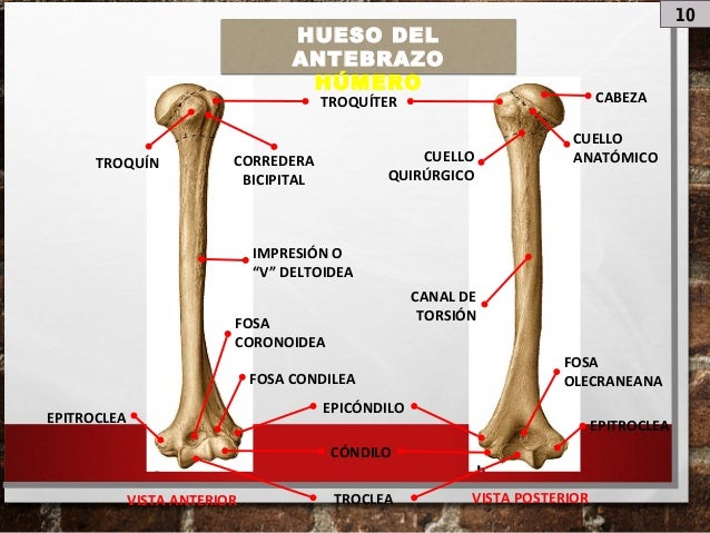 Anatomia de Miembro superior