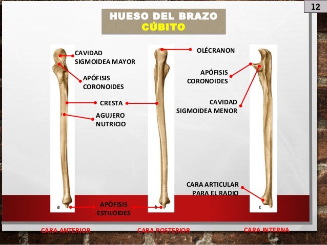 Anatomia de Miembro superior