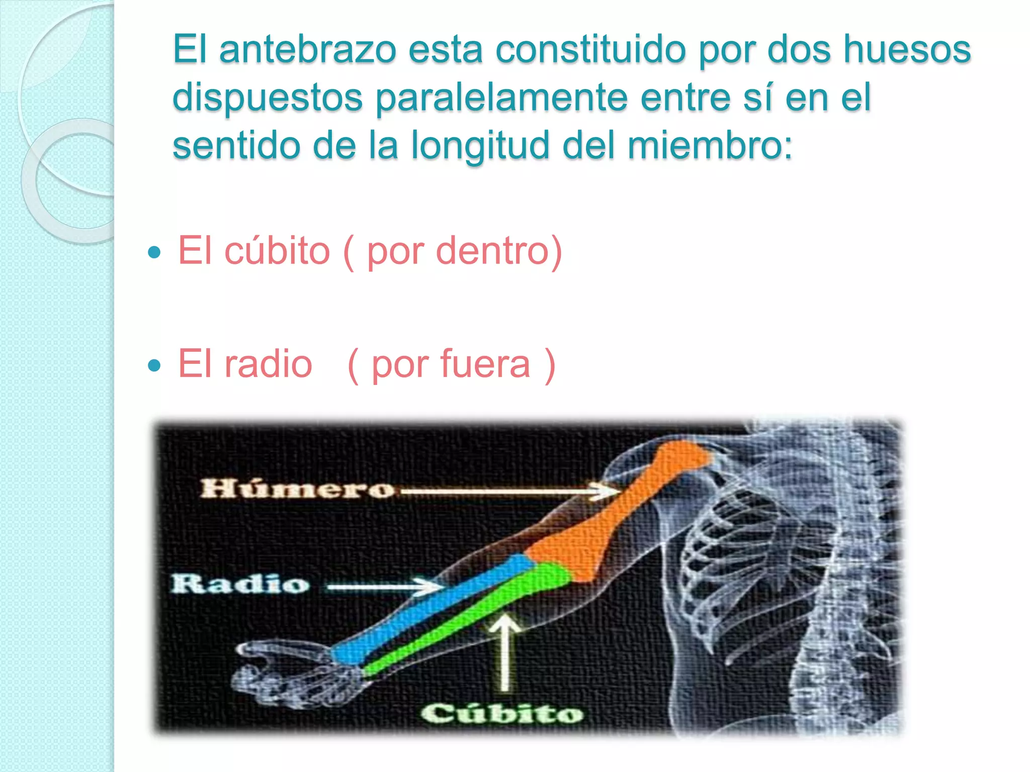 Miembro superior hueso cubito | PPTX