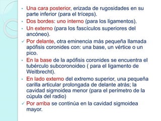 Miembro superior hueso cubito | PPTX