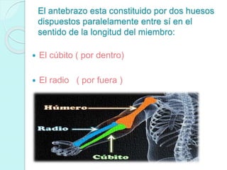 Miembro superior hueso cubito | PPTX