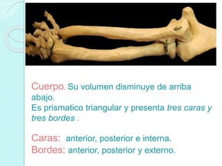 Miembro superior hueso cubito | PPTX