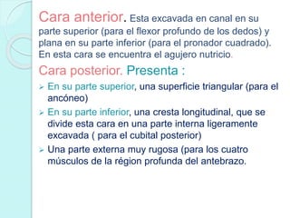 Miembro superior hueso cubito | PPTX