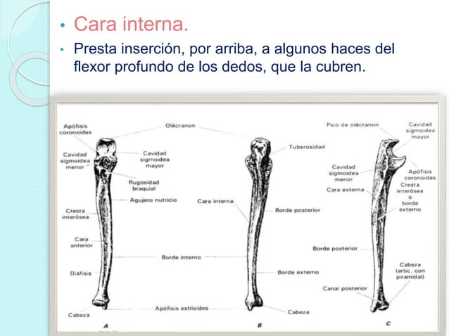 Miembro superior hueso cubito | PPTX