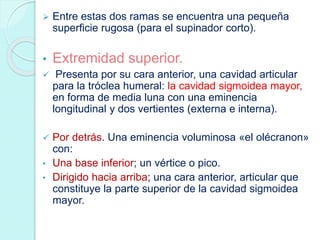 Miembro superior hueso cubito | PPTX