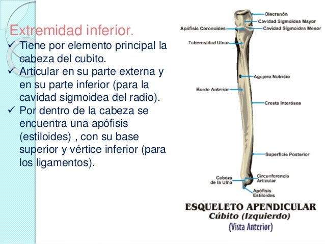 Miembro superior hueso cubito