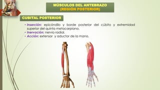 Miembro superior | PDF