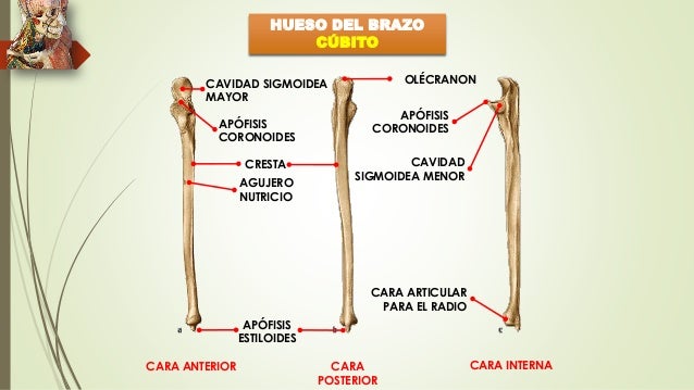 Miembro superior