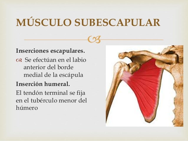 Músculos del miembro superior y mango rotador