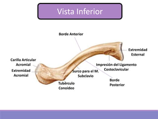 Cintura Escapular | PPTX