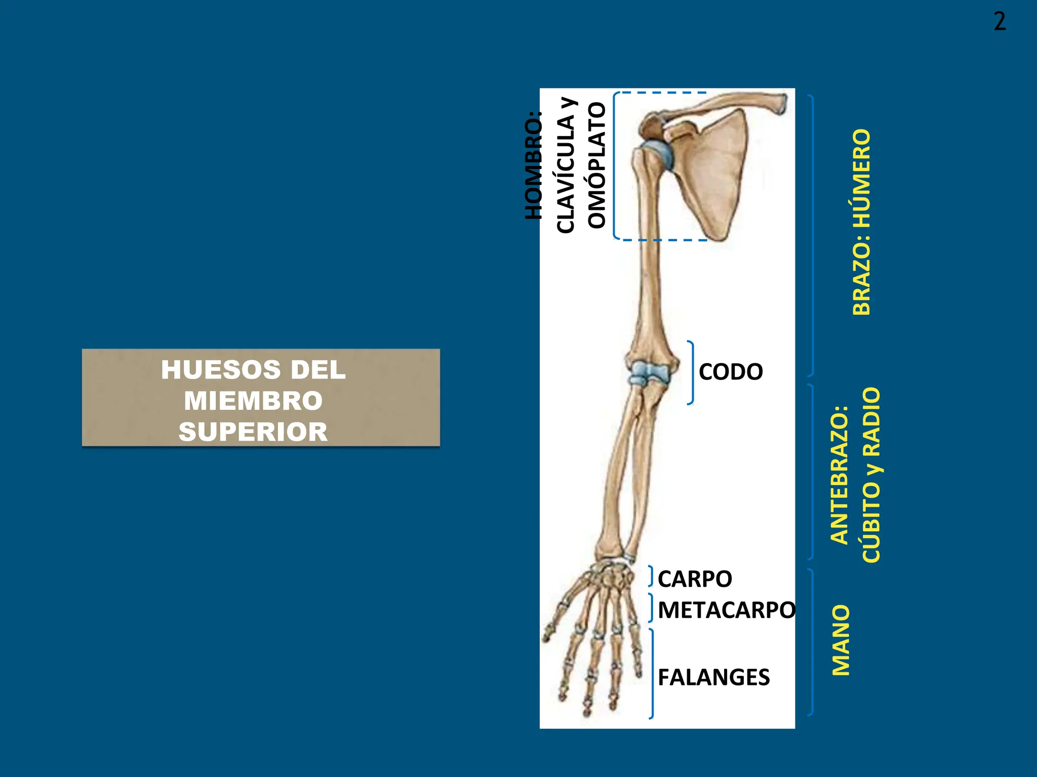 miembrosuperioranatomiahombro brazo codo y antebrazo.pptx