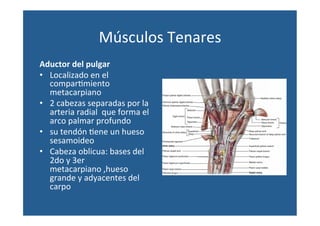 Miembro superior mano | PDF