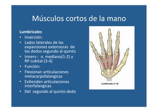 Miembro superior mano | PDF