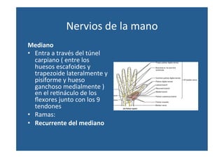 Miembro superior mano | PDF