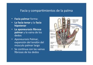 Miembro superior mano | PDF