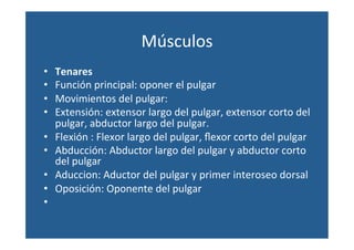 Miembro superior mano | PDF