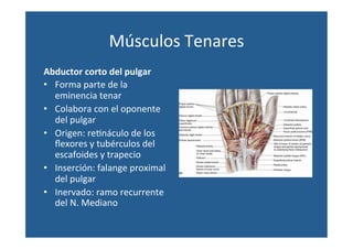 Miembro superior mano | PDF